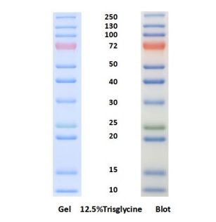 三色预染蛋白Marker（10-180KD）-蛋白电泳-和元李记（上海）生物技术有限公司
